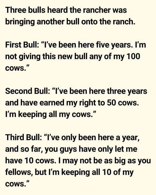Three Bulls on the Ranch - News & Stories